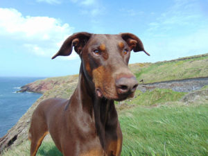Red Doberman: Facts, History, Recognition & Pictures | Hepper Pet Resources