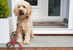 Cocker Spaniel vs Cockapoo: How Are They Different? (With Pictures ...