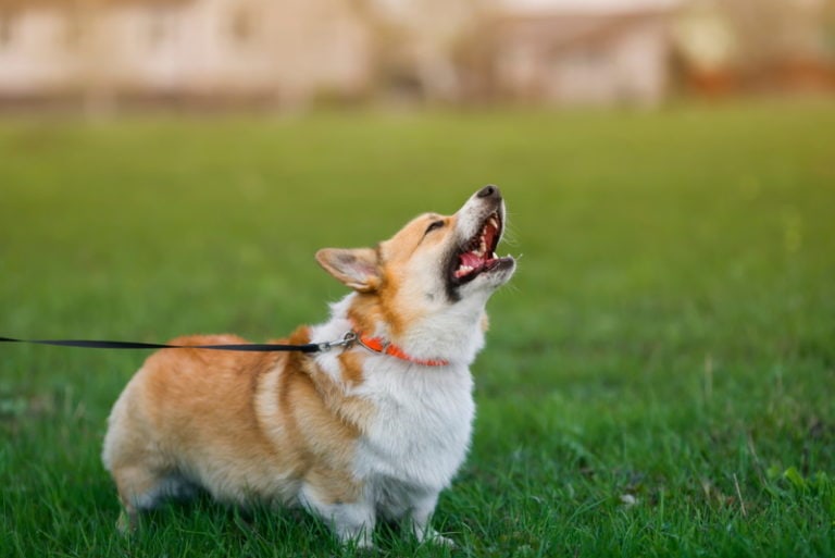 Why Does My Dog Bark at Me? 6 Reasons & What to Do | Hepper Pet Resources