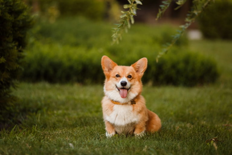 Long-Haired Fluffy Corgi: Facts, Origin & History (With Pictures ...