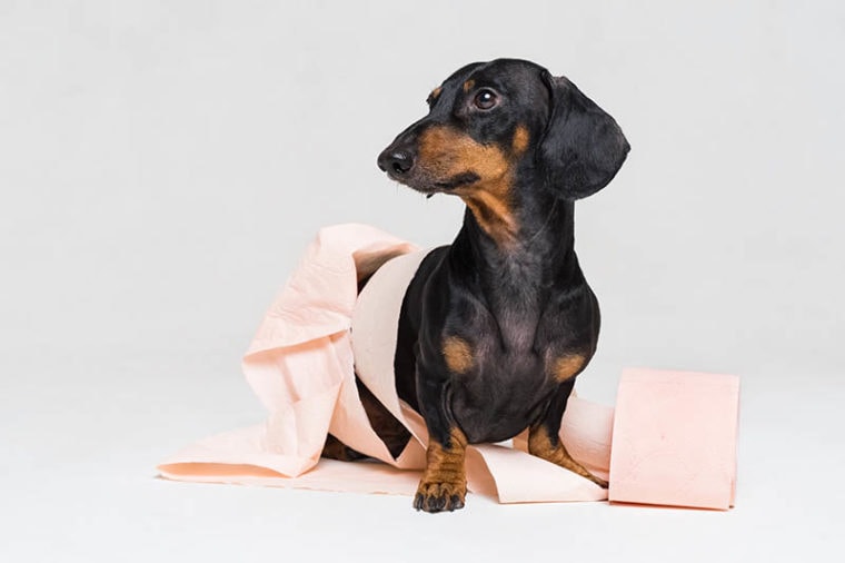 How to Potty Train Your Dachshund in 5 Easy Steps (Vet Approved ...