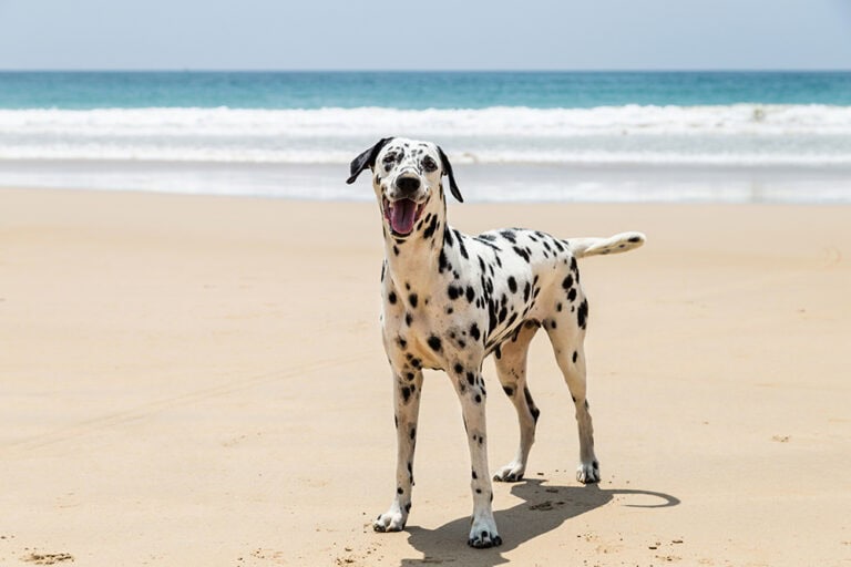 6 Amazing Dog-Friendly Beaches in the Florida Keys 2026: Off-Leash & On ...
