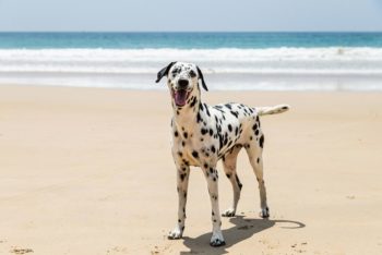 13 Incredible Dalmatian Facts You Need To Know | Hepper Pet Resources