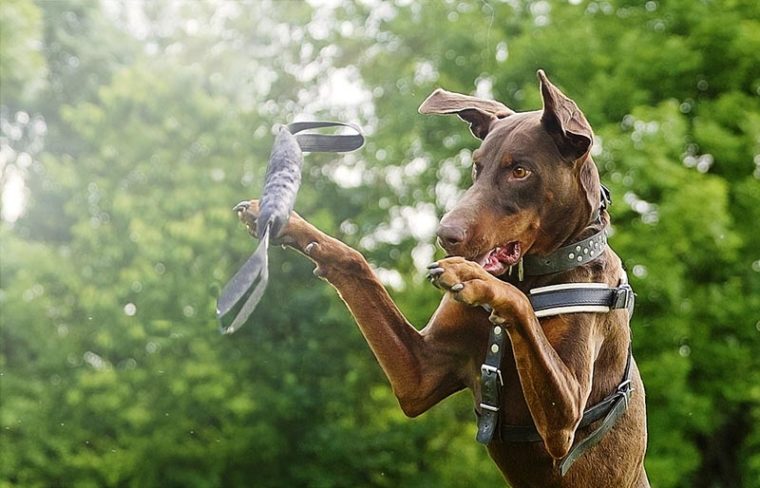 How High Can a Doberman Jump? Surprising Breed Facts & FAQs | Hepper ...