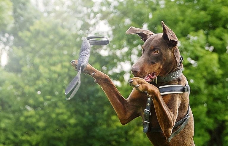 Are Dobermans Smart? Breed Intelligence Facts & More | Hepper Pet Resources
