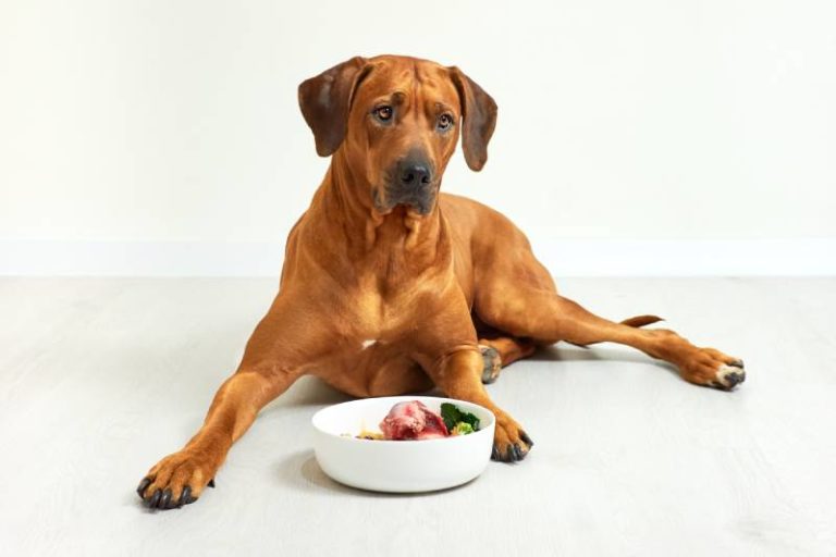 Why Is My Dog Not Eating? 5 Vet-Reviewed Reasons & What To Do | Hepper ...