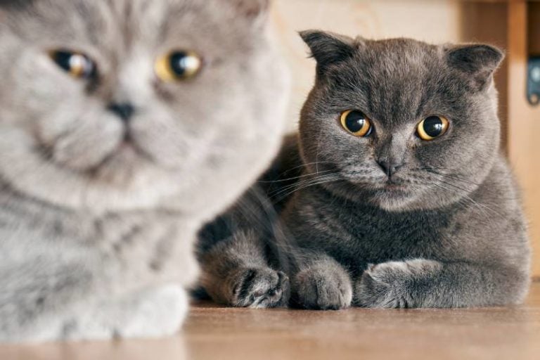10 Most Popular Cat Breeds in Canada (2026 Update With Pictures) (With ...