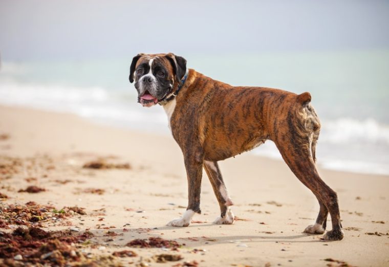 10 Guide Dog Breeds: Info, Pictures, Facts, & Traits | Hepper Pet Resources