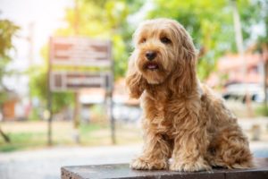 10 Common Cockapoo Colors (With Pictures) | Hepper Pet Resources