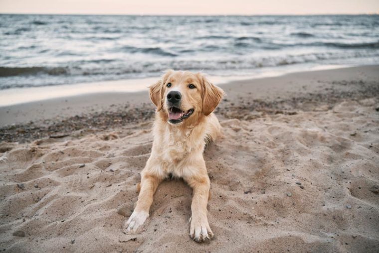 Top 7 Dog-Friendly Beaches in Minnesota to Visit in 2026 | Hepper Pet ...