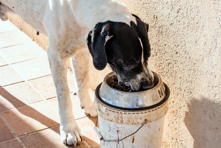 How Much Should You Feed a Great Dane? Feeding Chart & Healthy Tips ...
