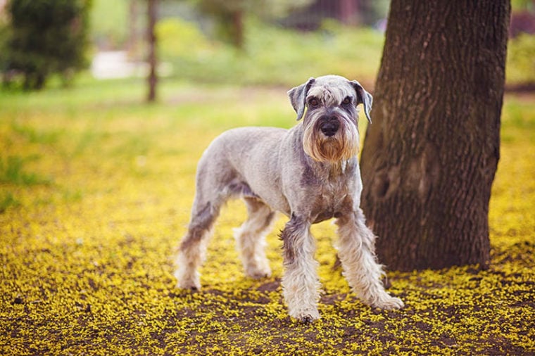20 Best Guard Dogs: Breeds That Will Protect Your Family (With Pictures ...