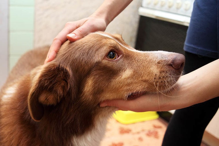How to Surrender a Dog: 8 Critical Steps You Need to Know | Hepper Pet ...