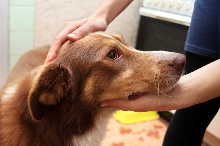 Can Dogs Eat Prunes? Vet-Approved Facts & Safety Guide | Hepper Pet ...