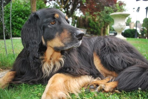 20 German Dog Breeds (with Info & Pictures) | Hepper Pet Resources