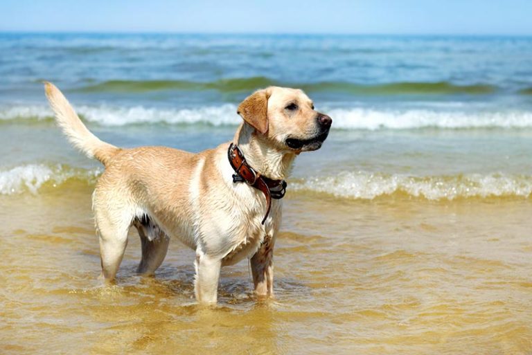 20 Water Dog Breeds That Like to Swim (With Info & Pictures) | Hepper ...