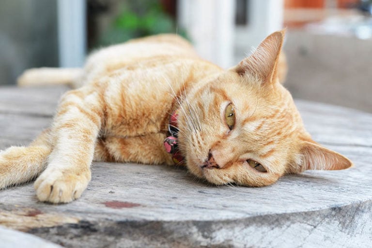 How Many Fleas on a Cat Is Considered an Infestation? Signs & FAQ ...
