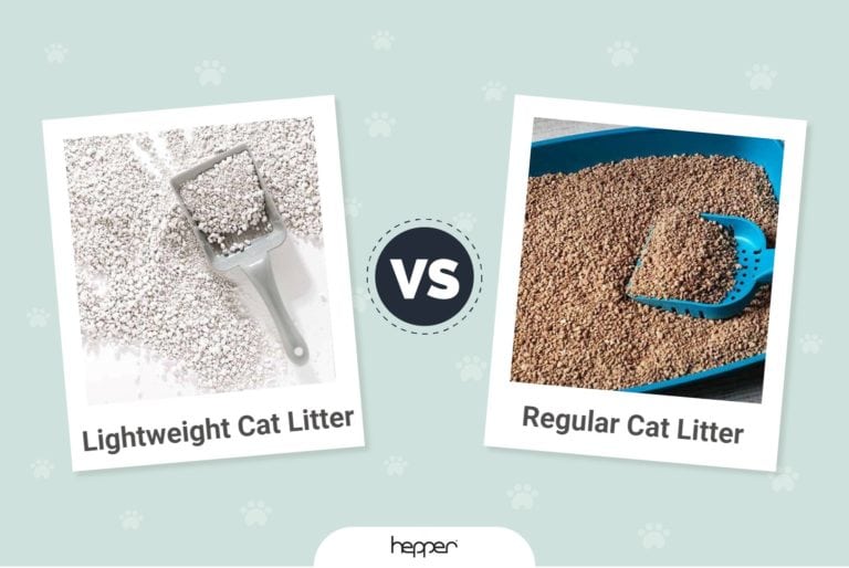 Lightweight vs. Regular Cat Litter (2026 Comparison): Which One Is ...