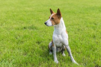 17 Short-Haired Dog Breeds (with Info & Pictures) | Hepper Pet Resources