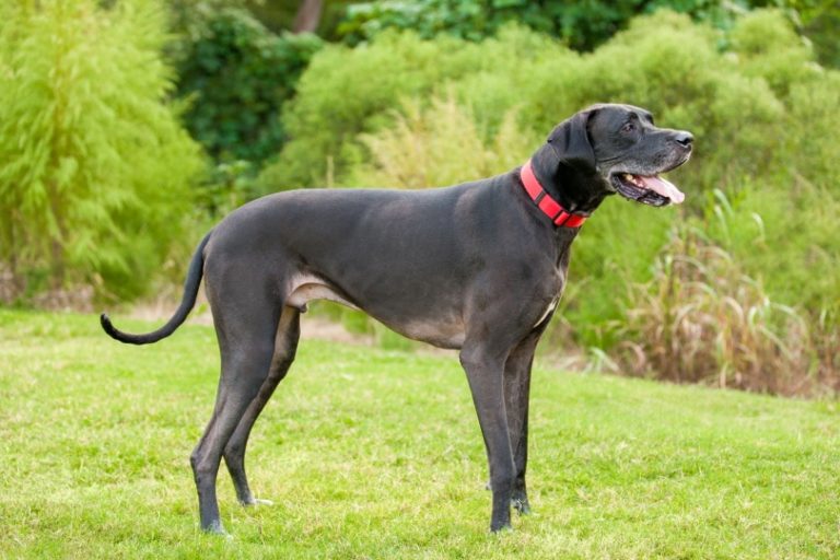 17 Long-Legged Dog Breeds (With Info & Pictures) | Hepper Pet Resources
