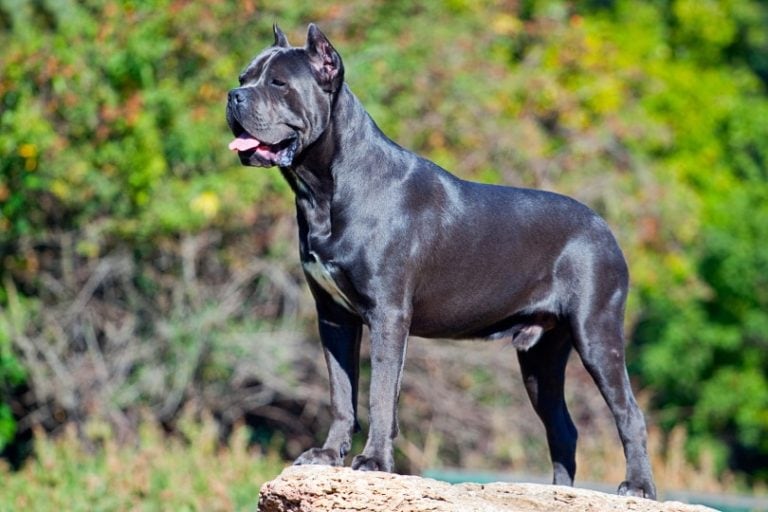 How Strong Is a Cane Corso's Bite Force? Facts, Safety Concerns & FAQ ... How Strong Is a Cane Corso's Bite Force? Facts, Safety Concerns & FAQ ...
