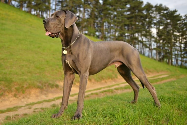 26 Calmest Dog Breeds (With Info & Pictures) | Hepper Pet Resources