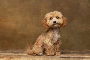 Maltipoo Colors: 4 Common & 2 Rare Ones (With Pictures) | Hepper Pet ...