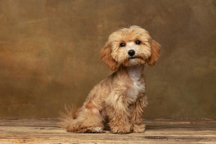 Maltipoo Colors: 4 Common & 2 Rare Ones (With Pictures) | Hepper Pet ...