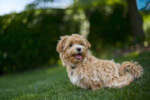 18 Maltipoo Pros & Cons: What to Consider Before Bringing One Home | Hepper Pet Resources