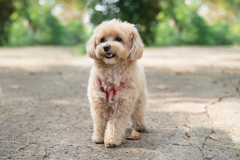 18 Maltipoo Pros & Cons: What to Consider Before Bringing One Home | Hepper Pet Resources