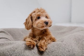 How Big Does a Maltipoo Get? Average Weight & Growth Chart | Hepper Pet ...