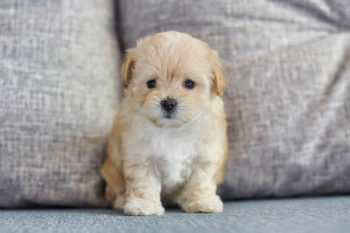 Teacup Maltipoo: Pictures, Info, Temperament & Traits | Hepper Pet ...