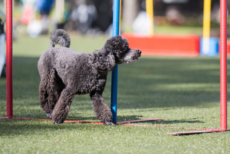 6 Types of Poodles: A Complete Overview (With Info & Pictures) | Hepper ...
