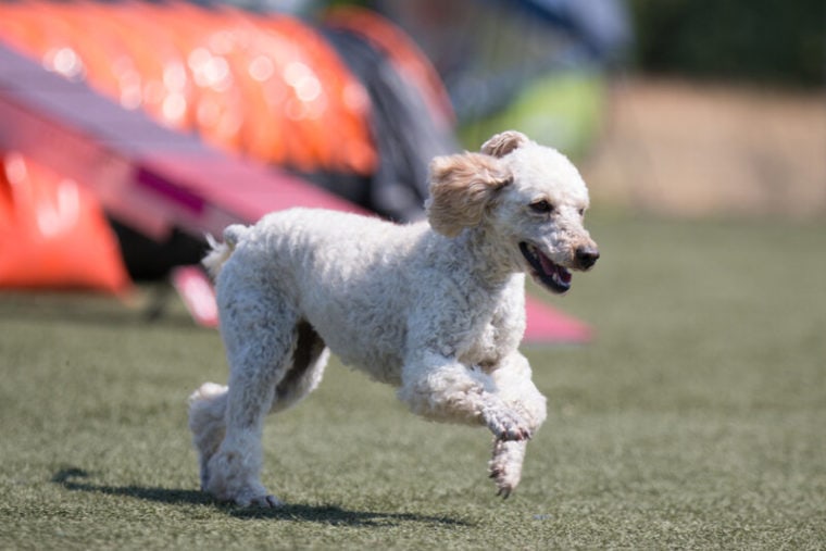 Moyen Poodle: Info, Pictures, Origins & History | Hepper Pet Resources