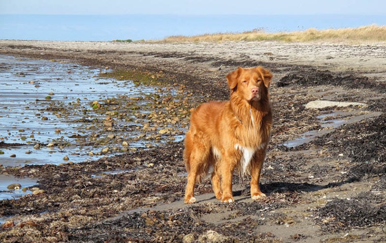 6 Types of Retriever Dog Breeds: Info, History, Pictures & Facts ...
