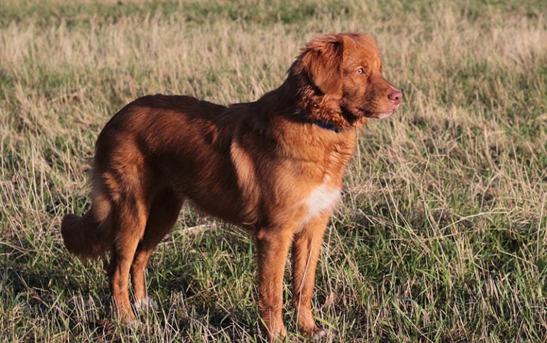 20 Red Dog Breeds: Info, History, Pictures & Facts | Hepper Pet Resources