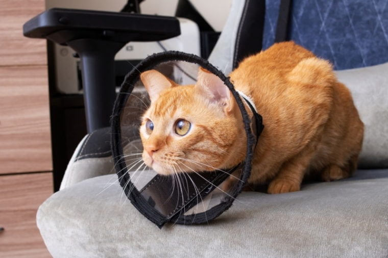 When Should I Use an E-Collar for Cats? Vet-Approved Tips & FAQ ...