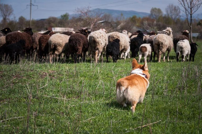 Herding Dog Commands: 15 Key Words They Should Know | Hepper Pet Resources