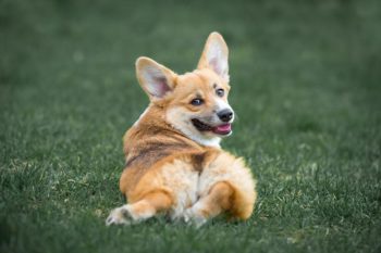 Why Do Corgis Sploot? Canine Behavior Explained | Hepper Pet Resources
