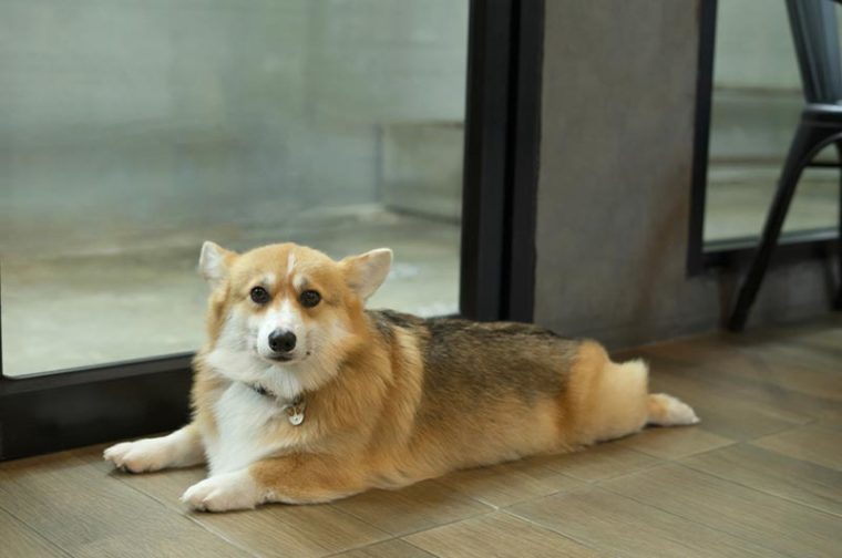 Why Do Corgis Sploot? Canine Behavior Explained | Hepper Pet Resources