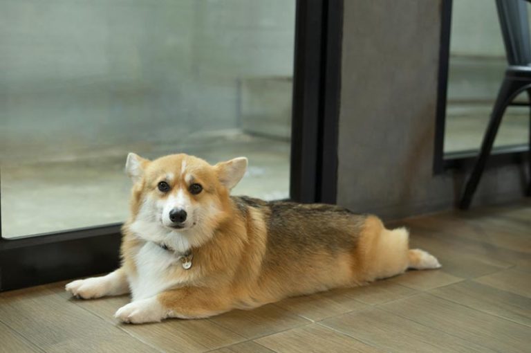 Why Do Corgis Sploot? Canine Behavior Explained | Hepper Pet Resources