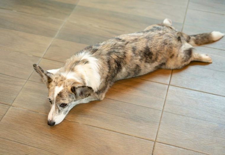 Why Do Corgis Sploot? Canine Behavior Explained | Hepper Pet Resources