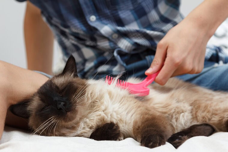 7 Best Cat Deshedding Tools - 2026 Reviews & Top Picks | Hepper Pet ...