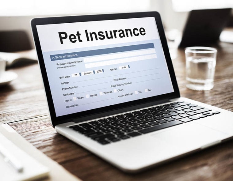 19 Pet Ownership Statistics in 2026: US Facts & Figures | Hepper Pet ...