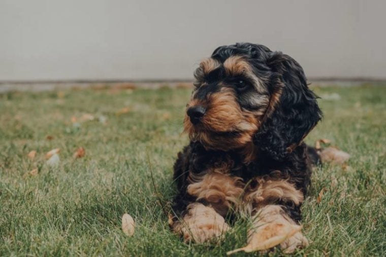 10 Common Cockapoo Colors (With Pictures) | Hepper Pet Resources