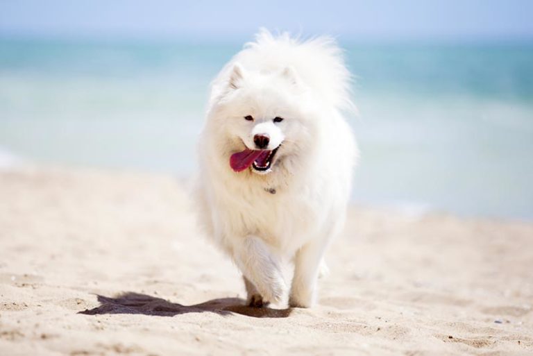 5 Samoyed Colors (With Pictures) | Hepper Pet Resources
