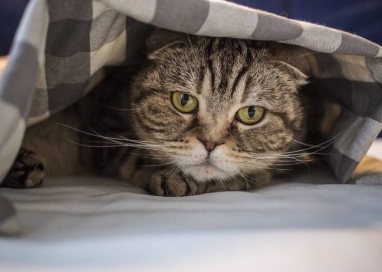 7 Reasons Why Your Cat Buries Their Head (The Surprising Details ...