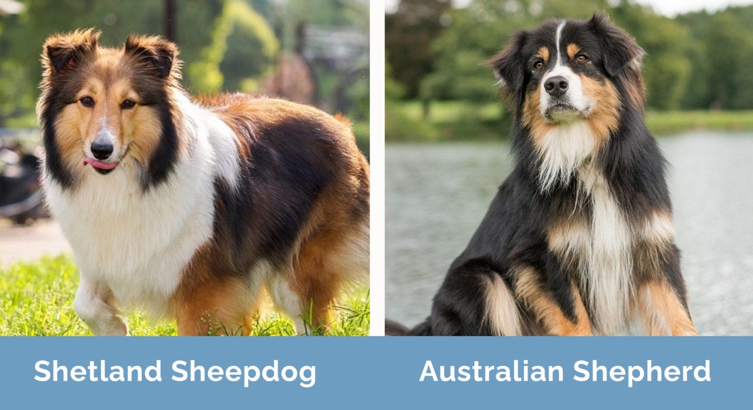 Shetland Sheepdog vs. Australian Shepherd: Main Differences (With Pictures) | Hepper Pet Resources