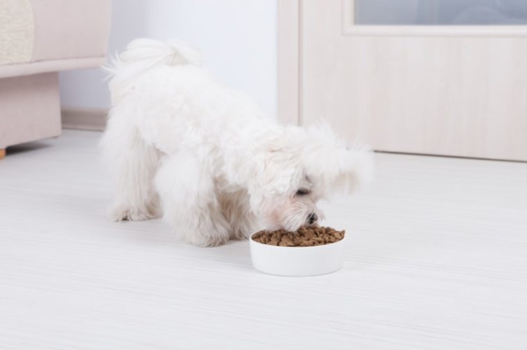 Maltese Pregnancy: Vet Reviewed Signs & Week-by-Week Guide | Hepper Pet ...