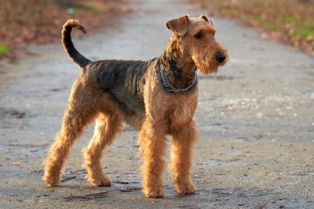 16 Wire Haired Dog Breeds: Info, Pictures, Facts & History | Hepper Pet ...